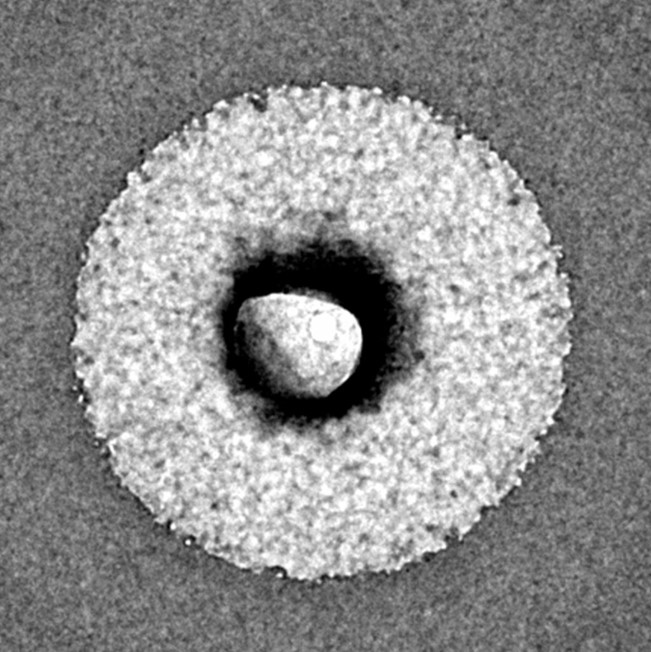 Vitazom Lipozomal B12 - Nobis Scientific